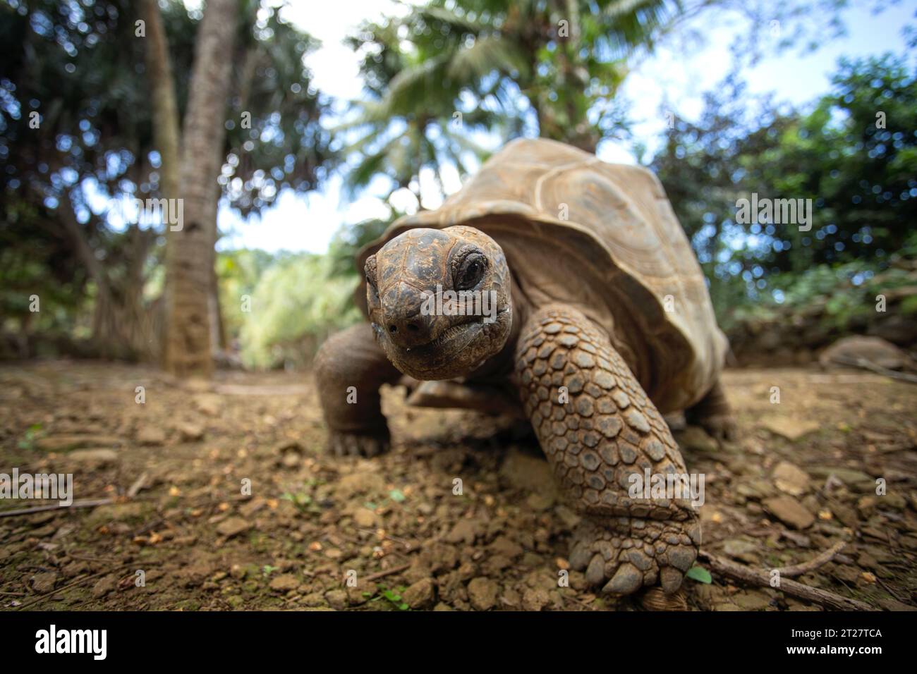 Aldabra giant tortoise is walking in the La Vanille nature park. Huge ...
