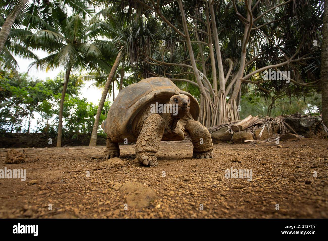 Aldabra giant tortoise is walking in the La Vanille nature park. Huge ...