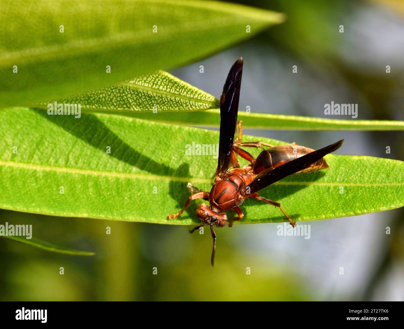 Metric Paper Wasp (Polistes metricus) on an Oleander leaf in Houston ...