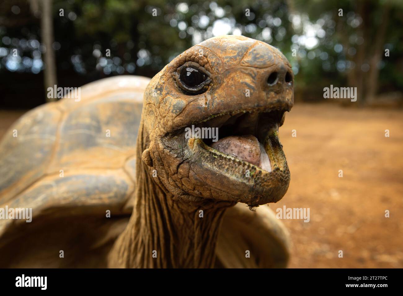 Aldabra giant tortoise is walking in the La Vanille nature park. Huge ...