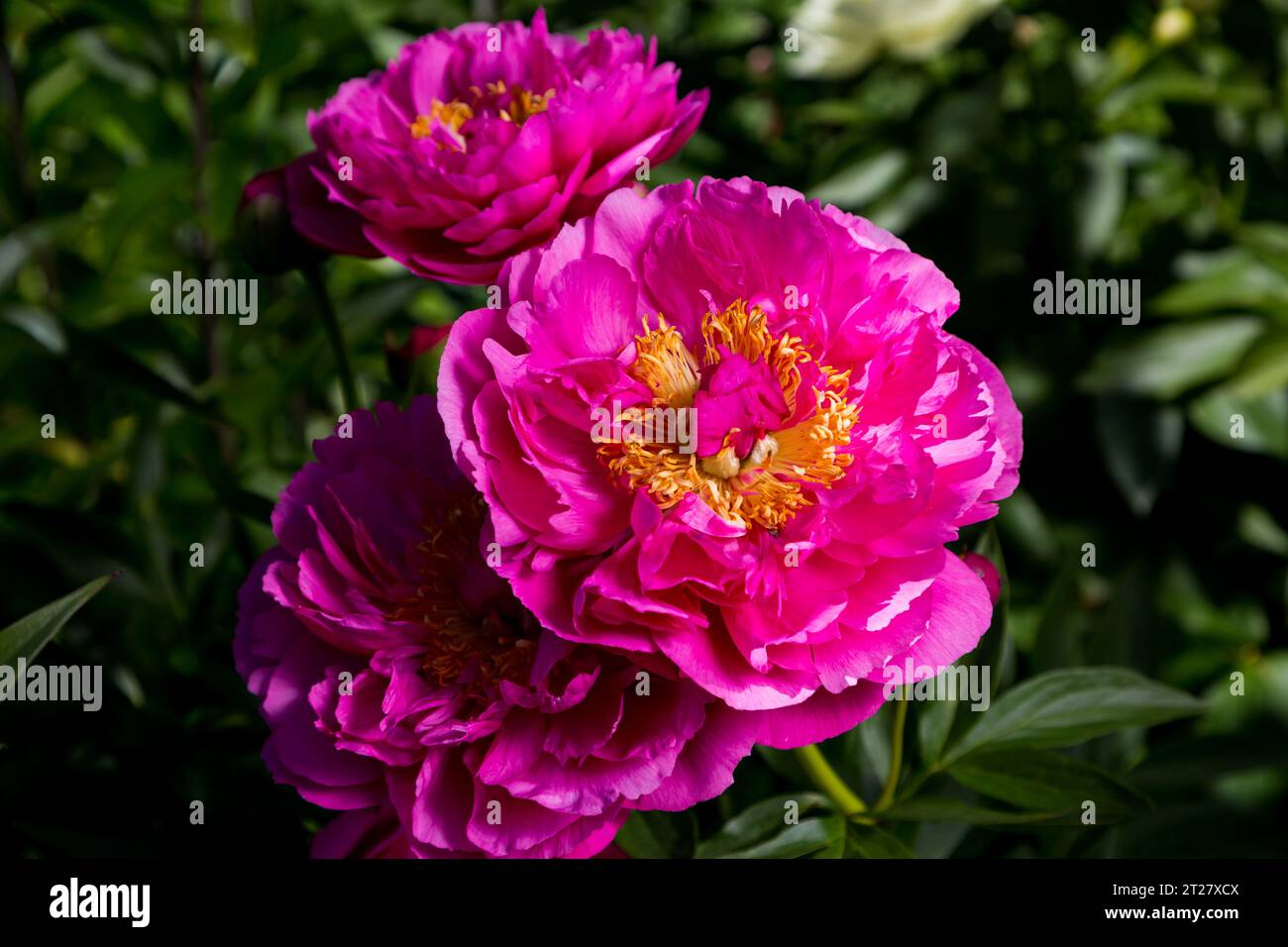 Peony HI-MABEL. Semi-double jareo pink peony flower with yellow stamens ...