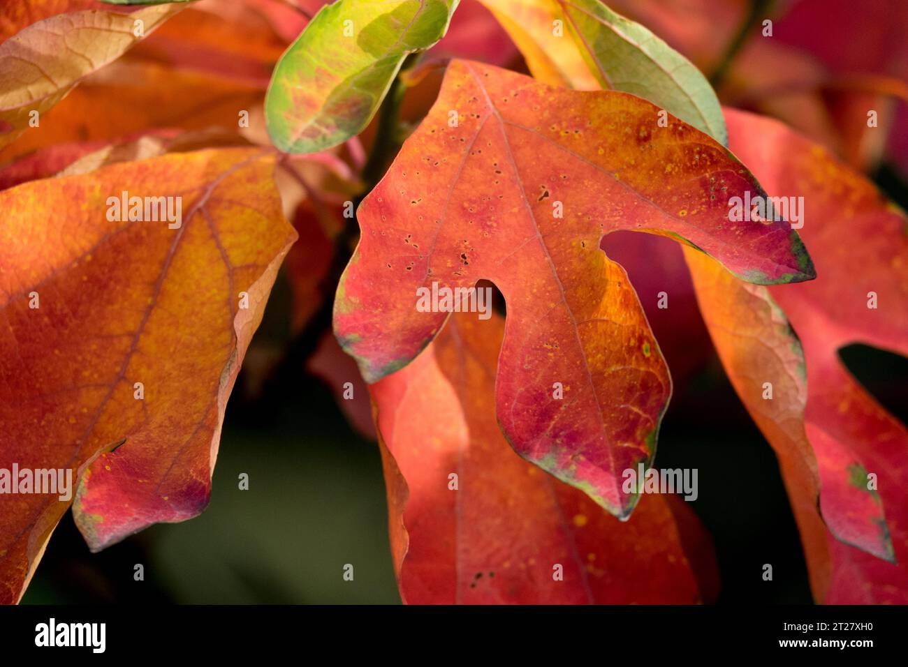 Turn Red, Leaf, Sassafras albidum Stock Photo - Alamy