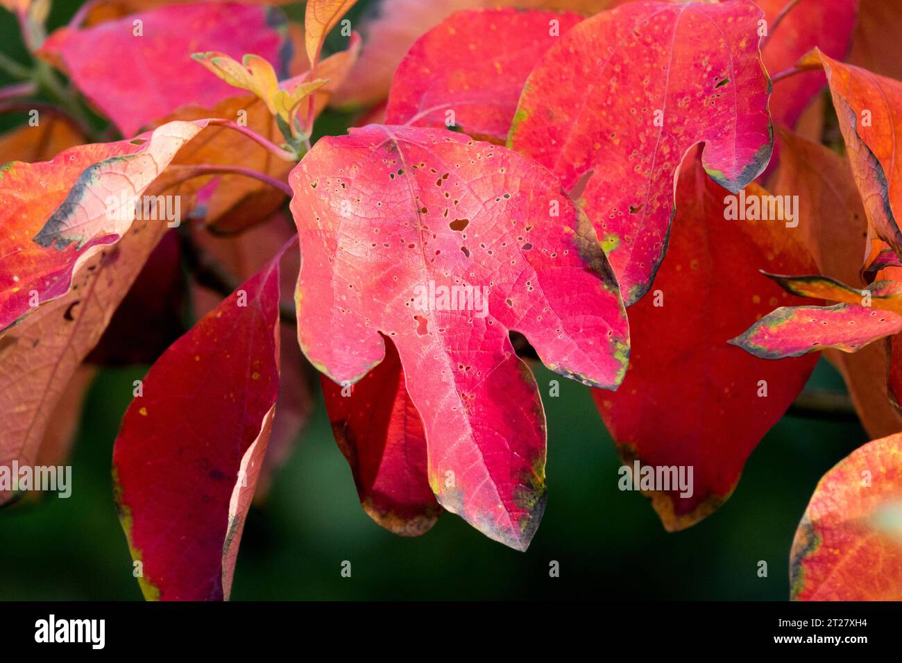 Sassafras tree hi-res stock photography and images - Alamy