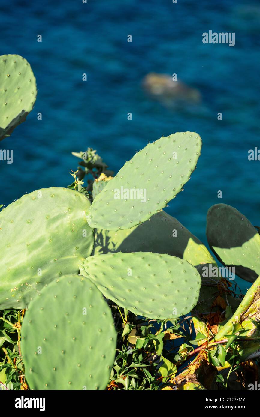 Tropical green cactus in Calabria. Cacti plant Stock Photo - Alamy