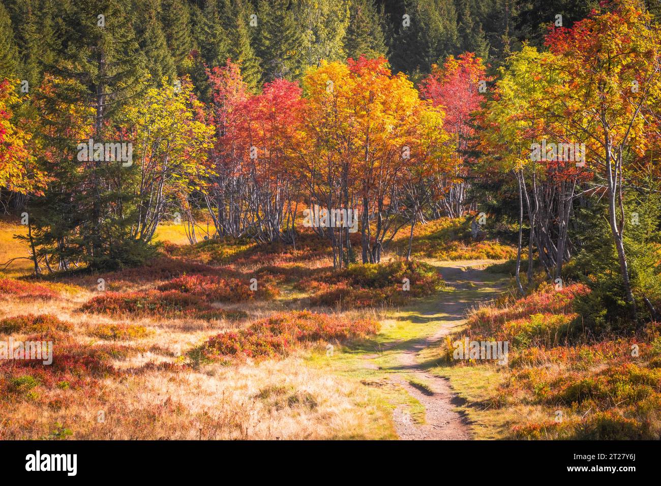 A stunning autumn landscape featuring an array of colorful trees in a ...