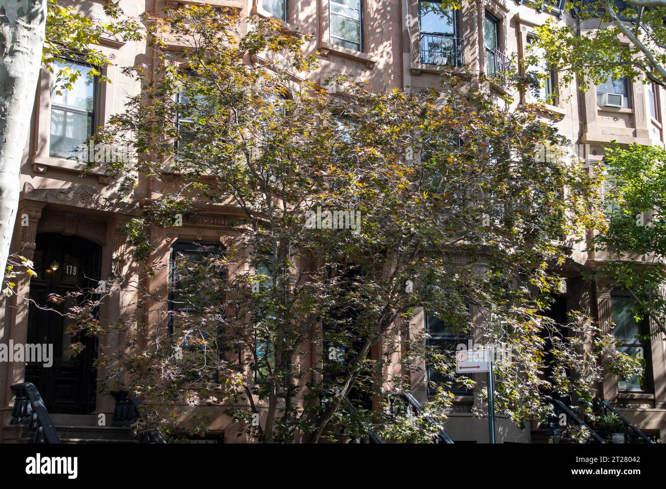 oak tree outside of building in the streets Stock Photo - Alamy