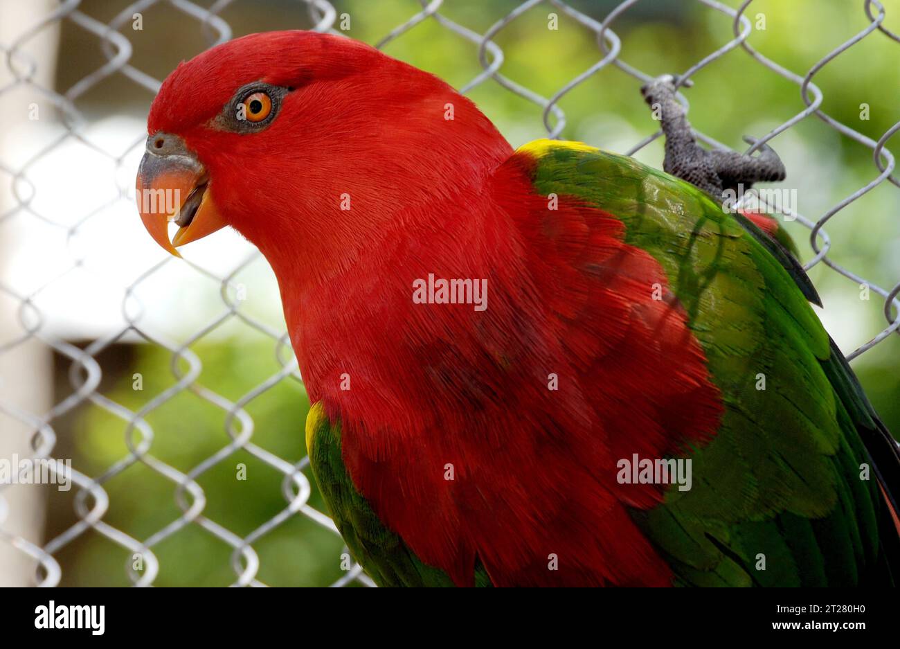 The red lory is a parrot that is frequently spotted in Australia's ...