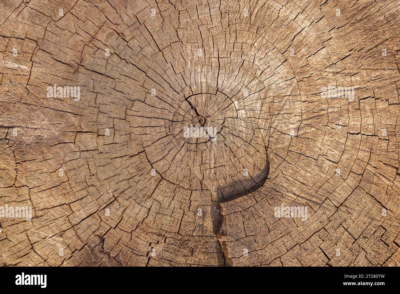 Log of a very old tree with cracks. Wood production. Natural background ...