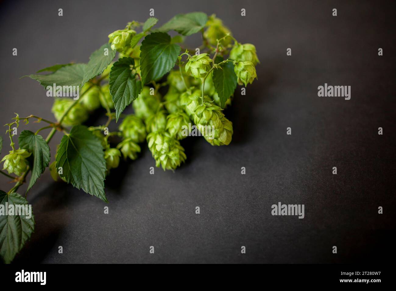 Hops on a black background. Green hop branch with cones. Brewing and ...