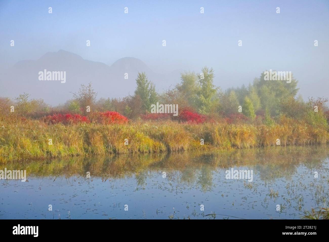 Pitt-Addington Marsh Wildlife Management Area, Pitt Meadows, British ...
