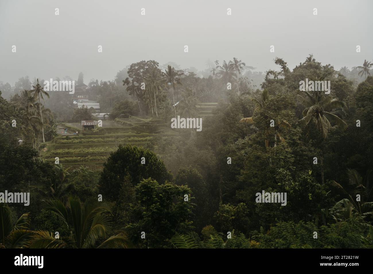 Tropical rainforest in fog. Morning fog in dense tropical rainforest ...