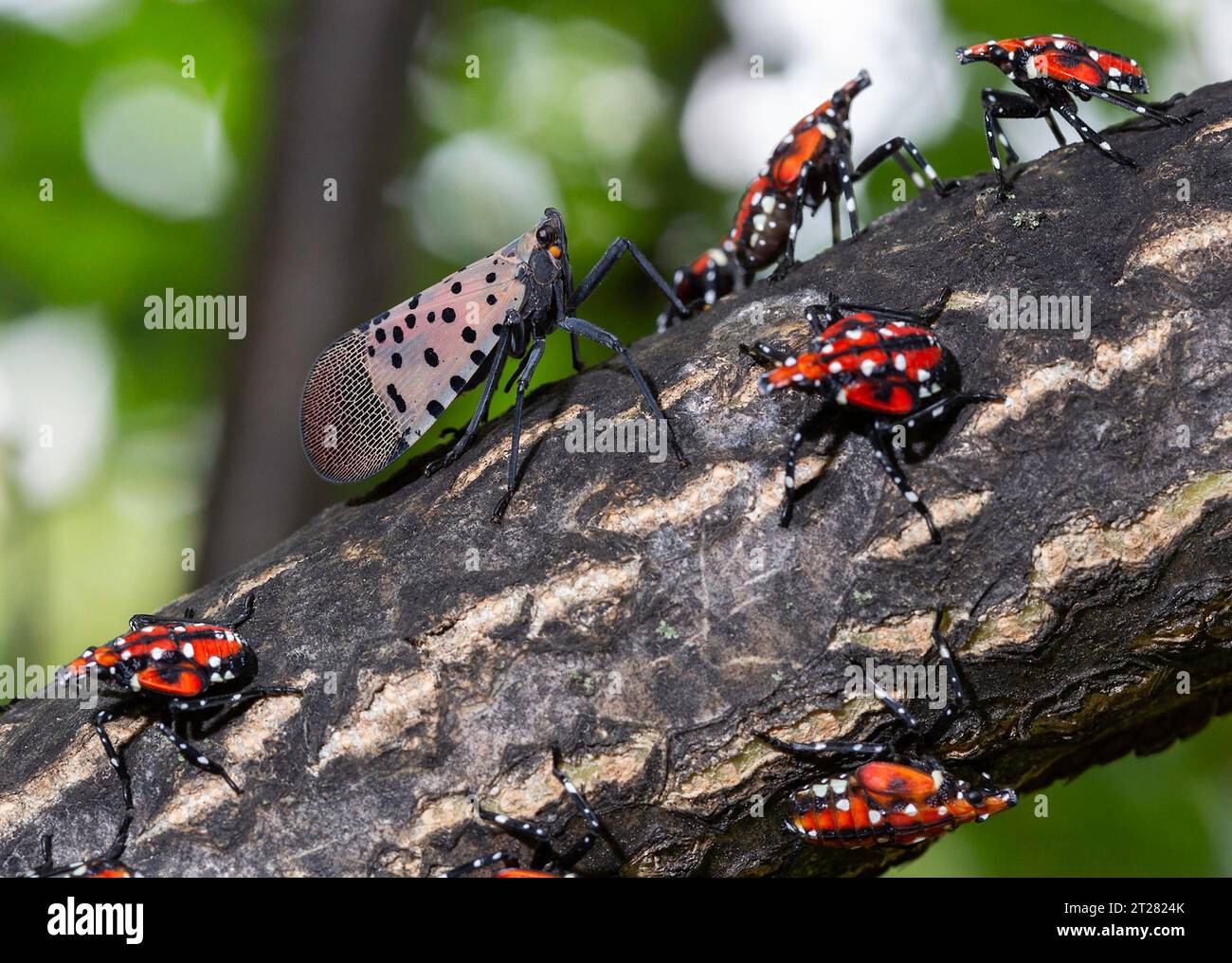 Slf spotted lanternfly lycorma delicatula winged adult hi-res stock ...