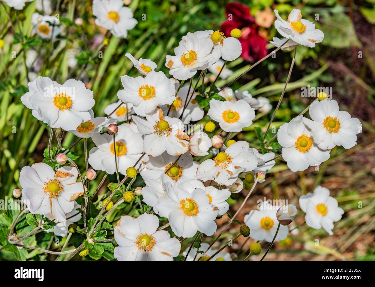 Brisk fall day hi-res stock photography and images - Alamy