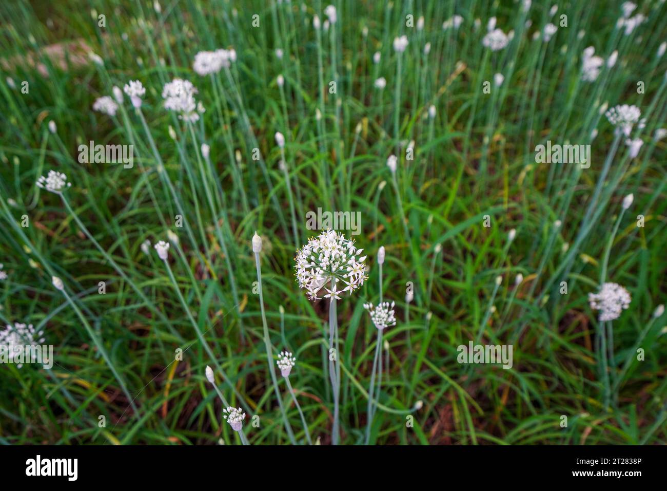 Blooming leeks hi-res stock photography and images - Alamy