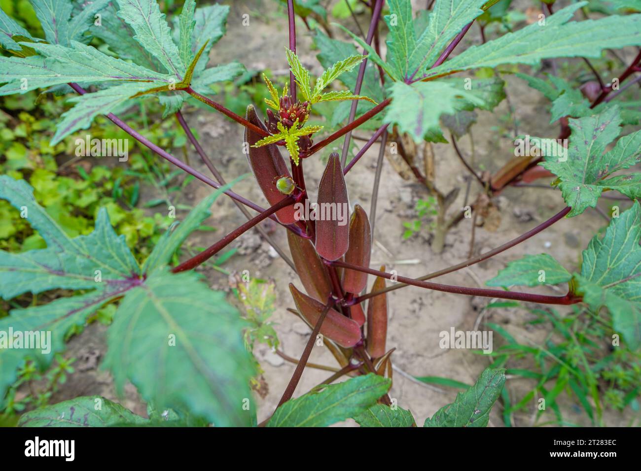 Okra crops hi-res stock photography and images - Alamy