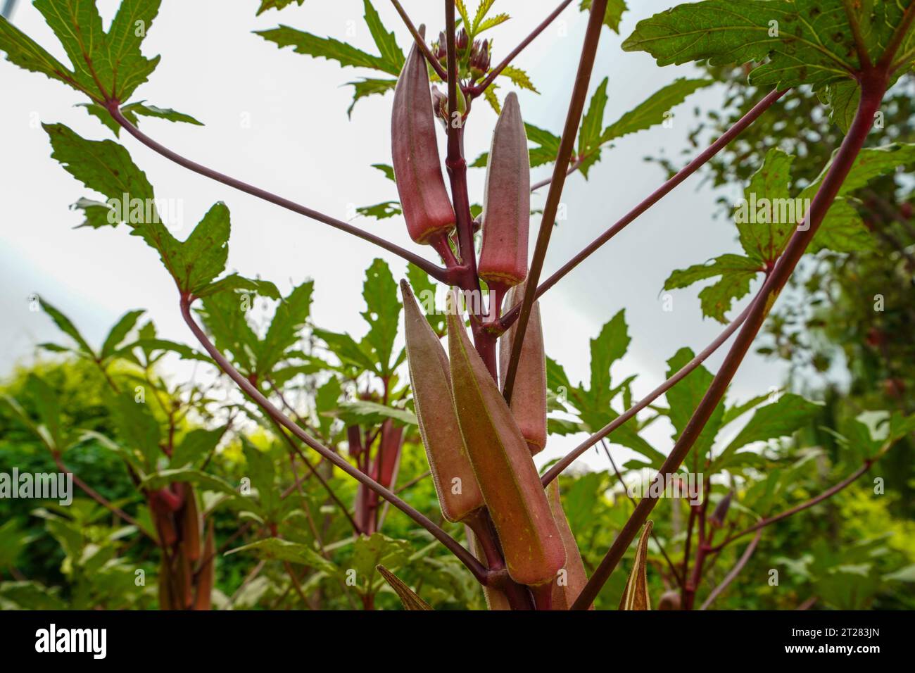 Okra crops hi-res stock photography and images - Alamy