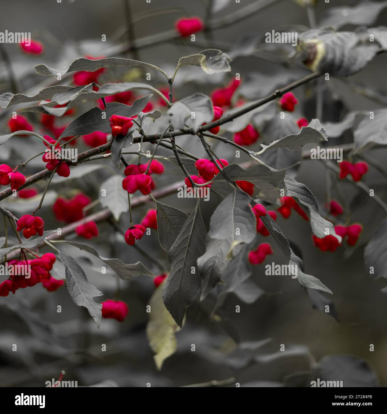 An image of fresh and ripe red berries on a grey branch Stock Photo - Alamy