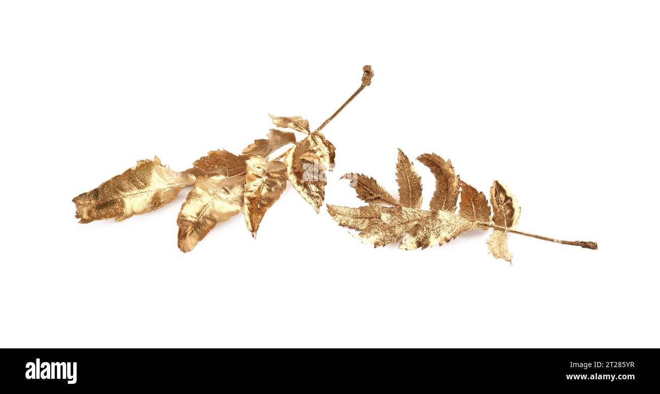 Twigs of golden rowan leaves isolated on white. Autumn season Stock ...