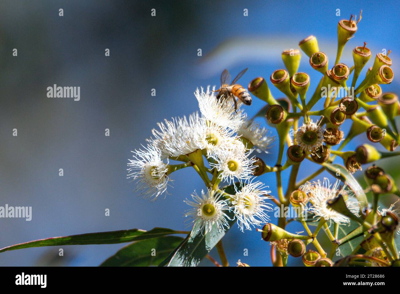 Australian native gum tree in flower with honey bee at Newport, NSW ...