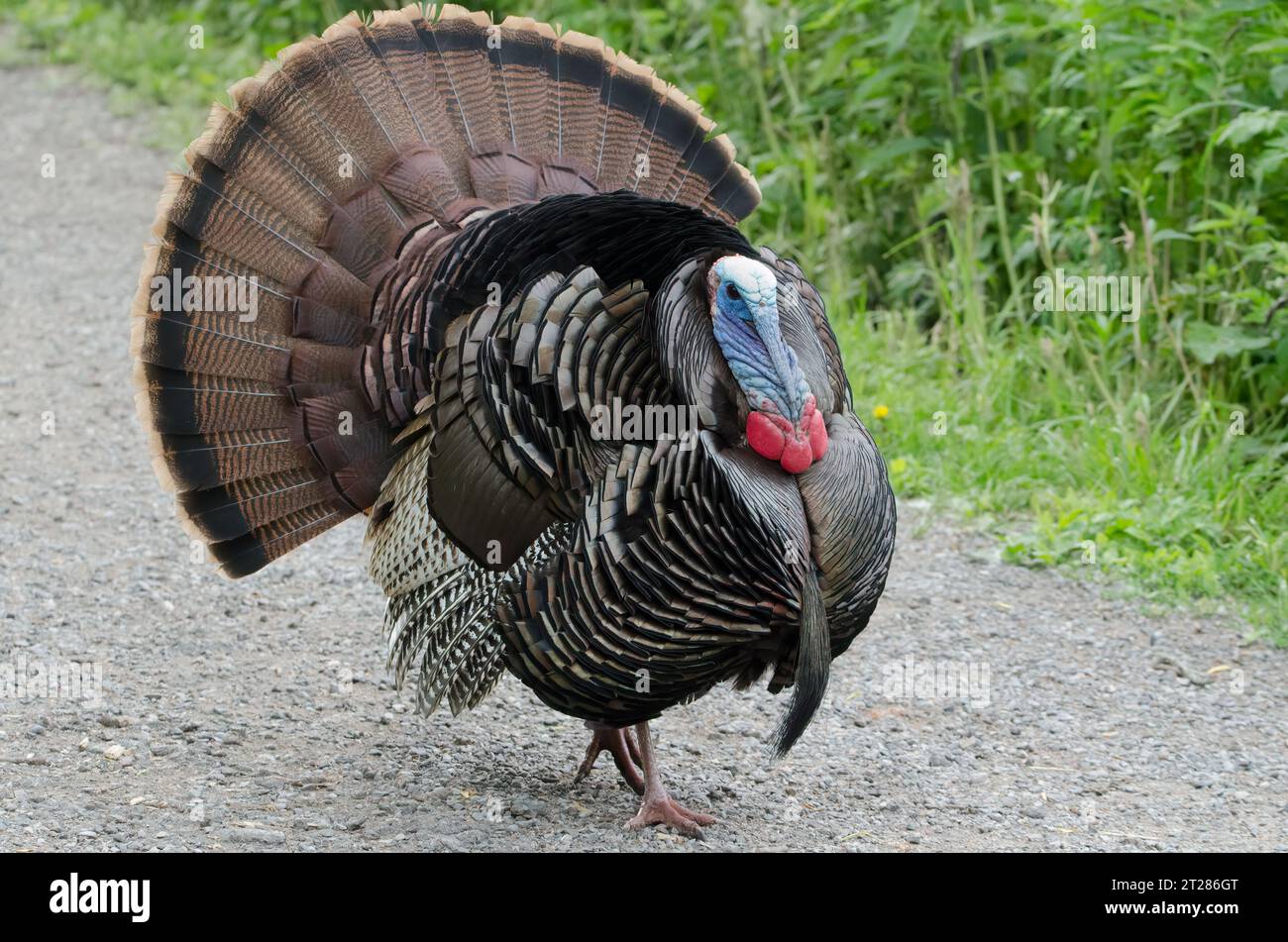 Wild Turkey (Meleagris gallopavo Stock Photo - Alamy