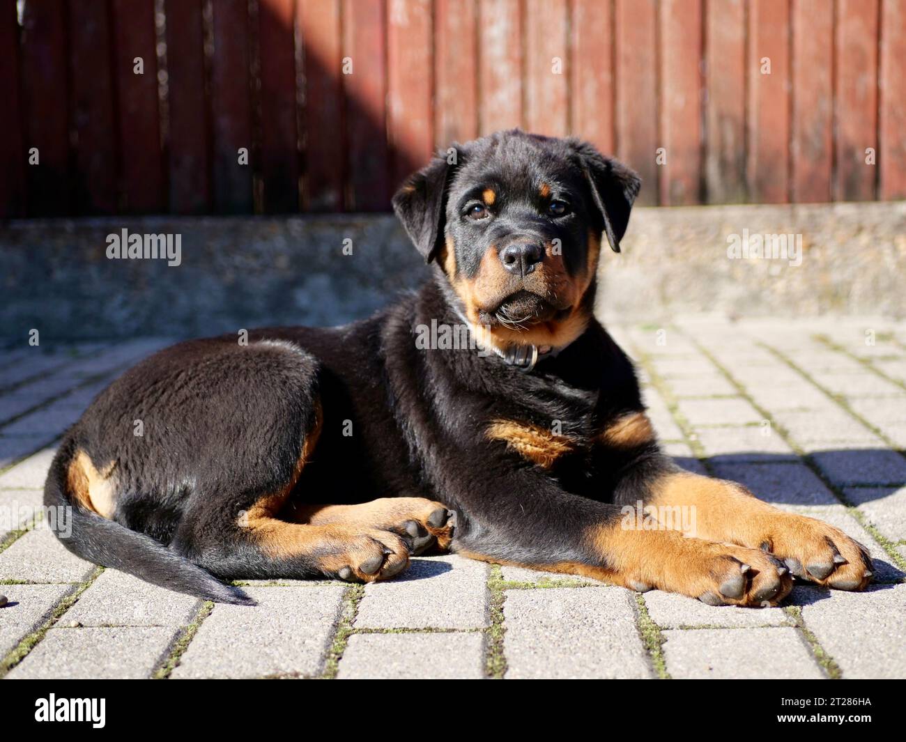Rottweiler puppy sunbathing Stock Photo - Alamy
