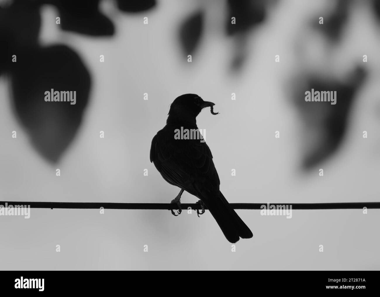 A black and white image of a silhouette of a Robin bird with a ...