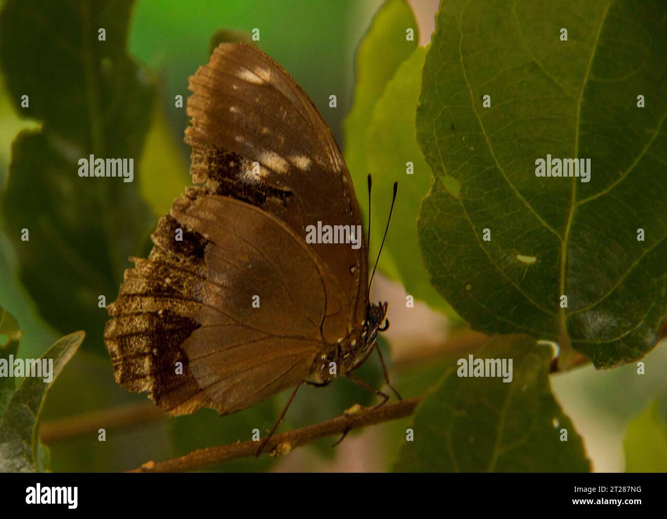 Sri Lankan Butterflies and Dragonflies in the Wild Stock Photo - Alamy
