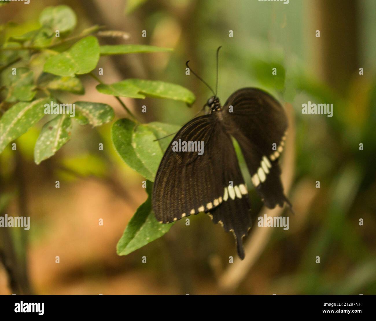 Sri Lankan Butterflies and Dragonflies in the Wild Stock Photo - Alamy
