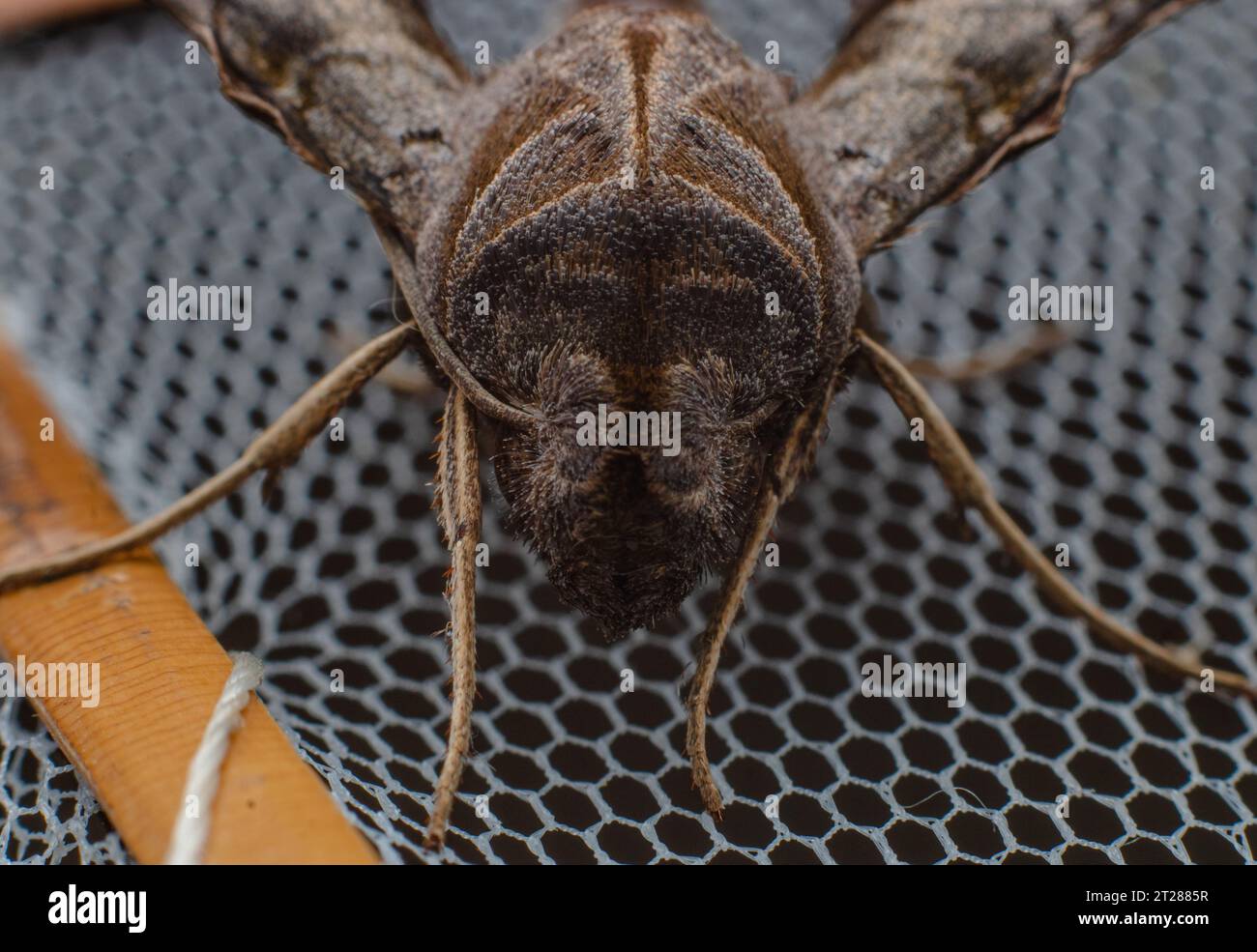 Beautiful brown moth of Lettered Spinx moth under macro photography ...