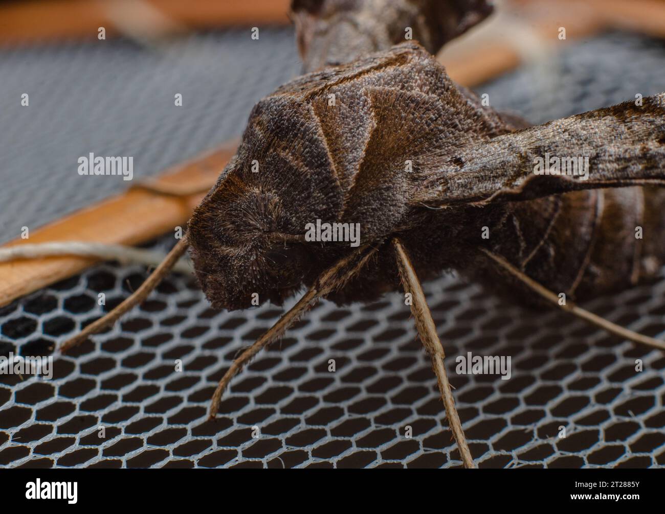 brown-colored moth with a beautiful color pattern, this is the lettered ...