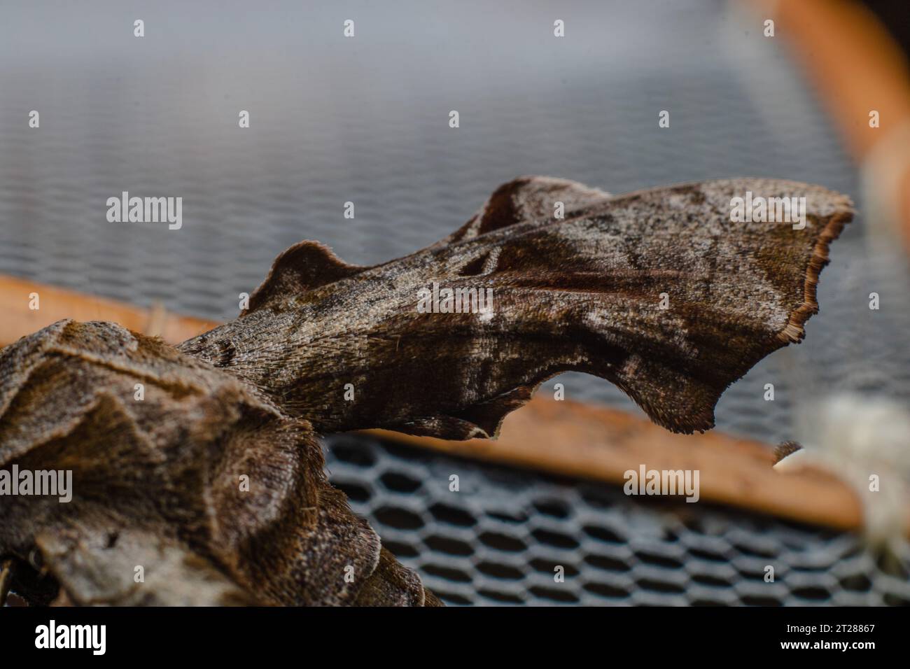 Macro photo of Lettered Spinx Moth's wing showing its peculiar shape ...