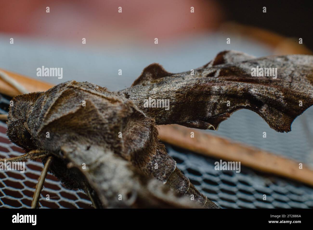 Lettered spinx moth hi-res stock photography and images - Alamy