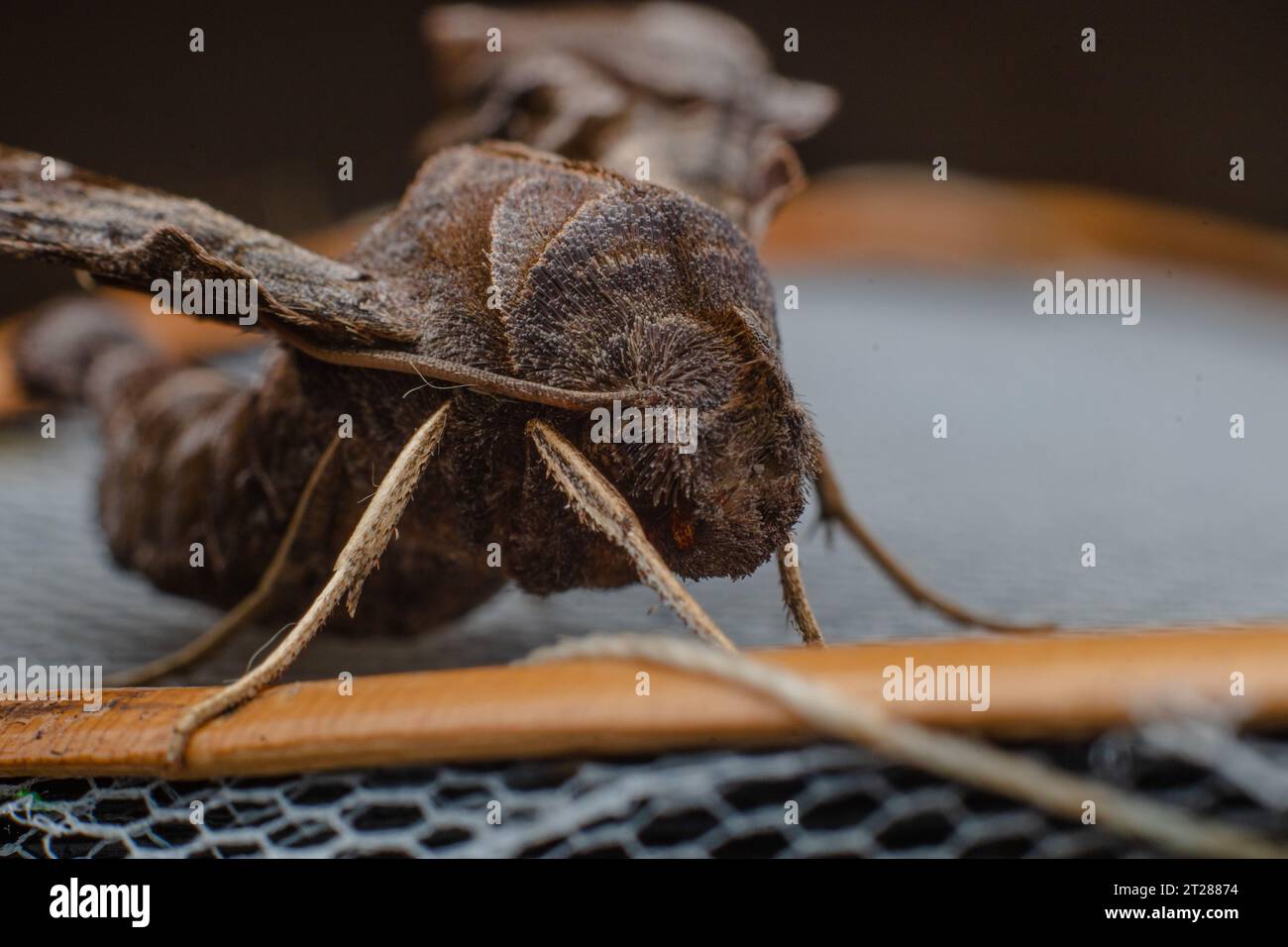 Deidamia inscriptum, the lettered sphinx moth looking to the right ...