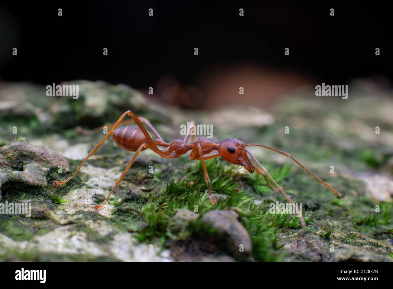 Scary looking animals hi-res stock photography and images - Alamy