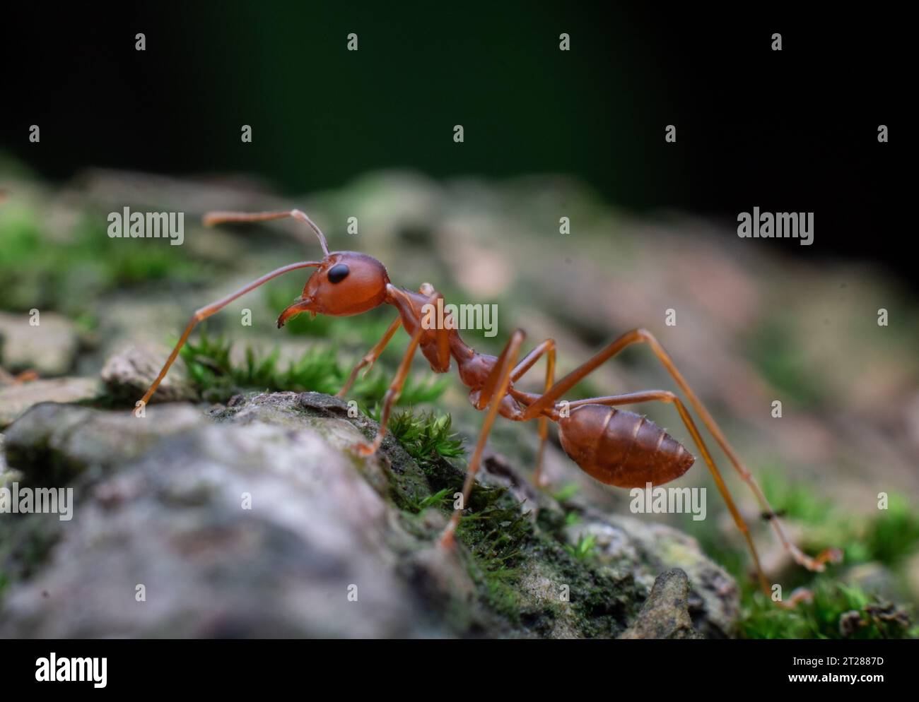 Weaver ant or Oecophylla Smaragdina taken in Karangasem Bali, Indonesia ...