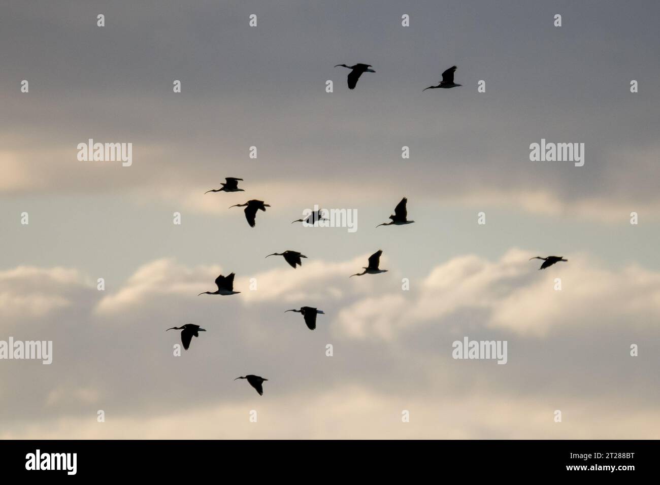 Ibis birds in flight as the sun goes down over Blayney in the Central ...