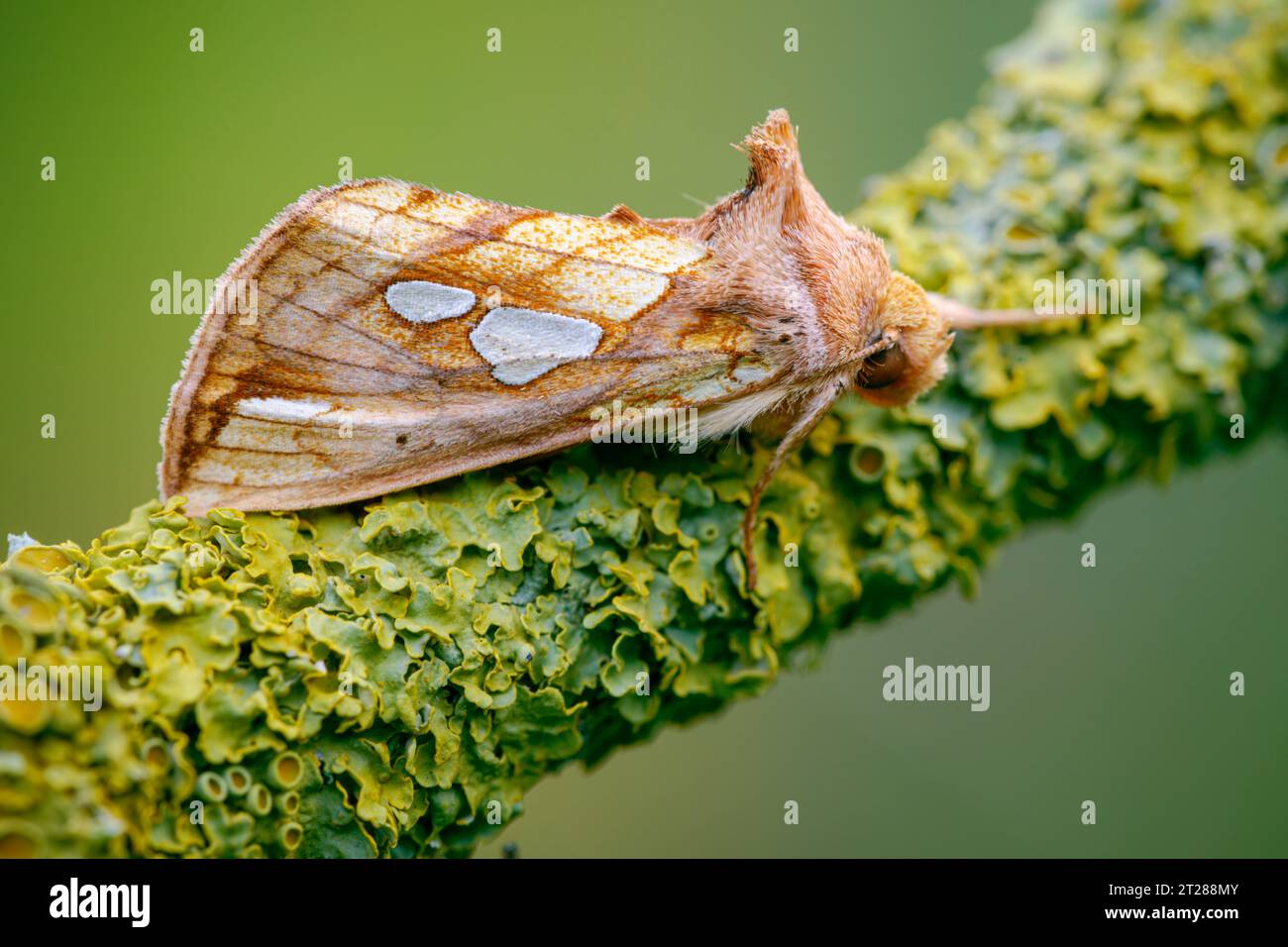 Gold spot moth Stock Photo - Alamy