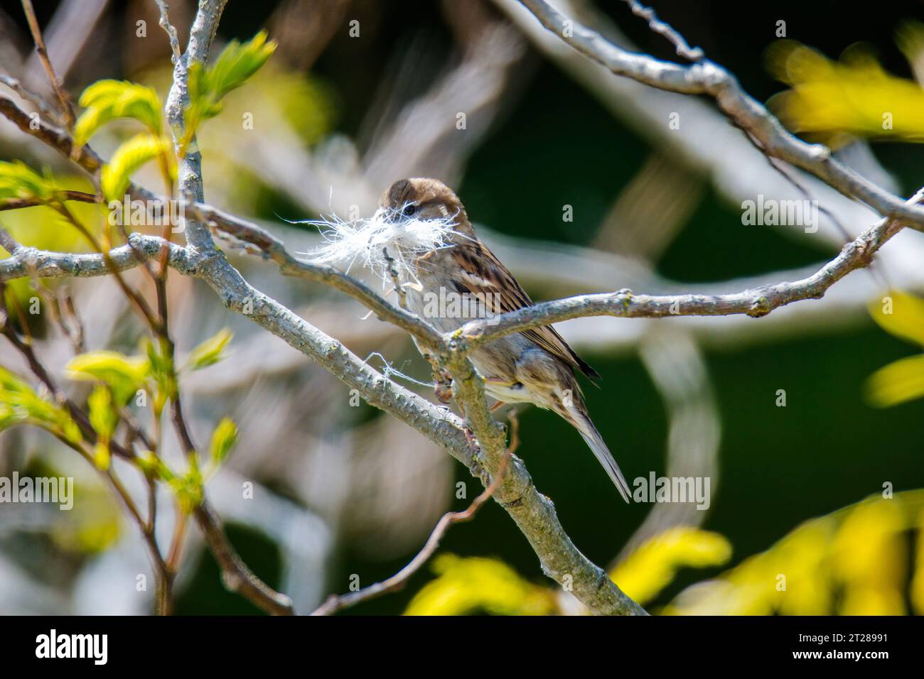 Sparrow gathering nesting material in the Spring at Blayney, NSW ...