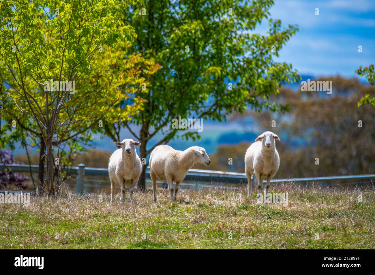 Sheep in a paddock at Blayney, NSW, Australia Stock Photo - Alamy