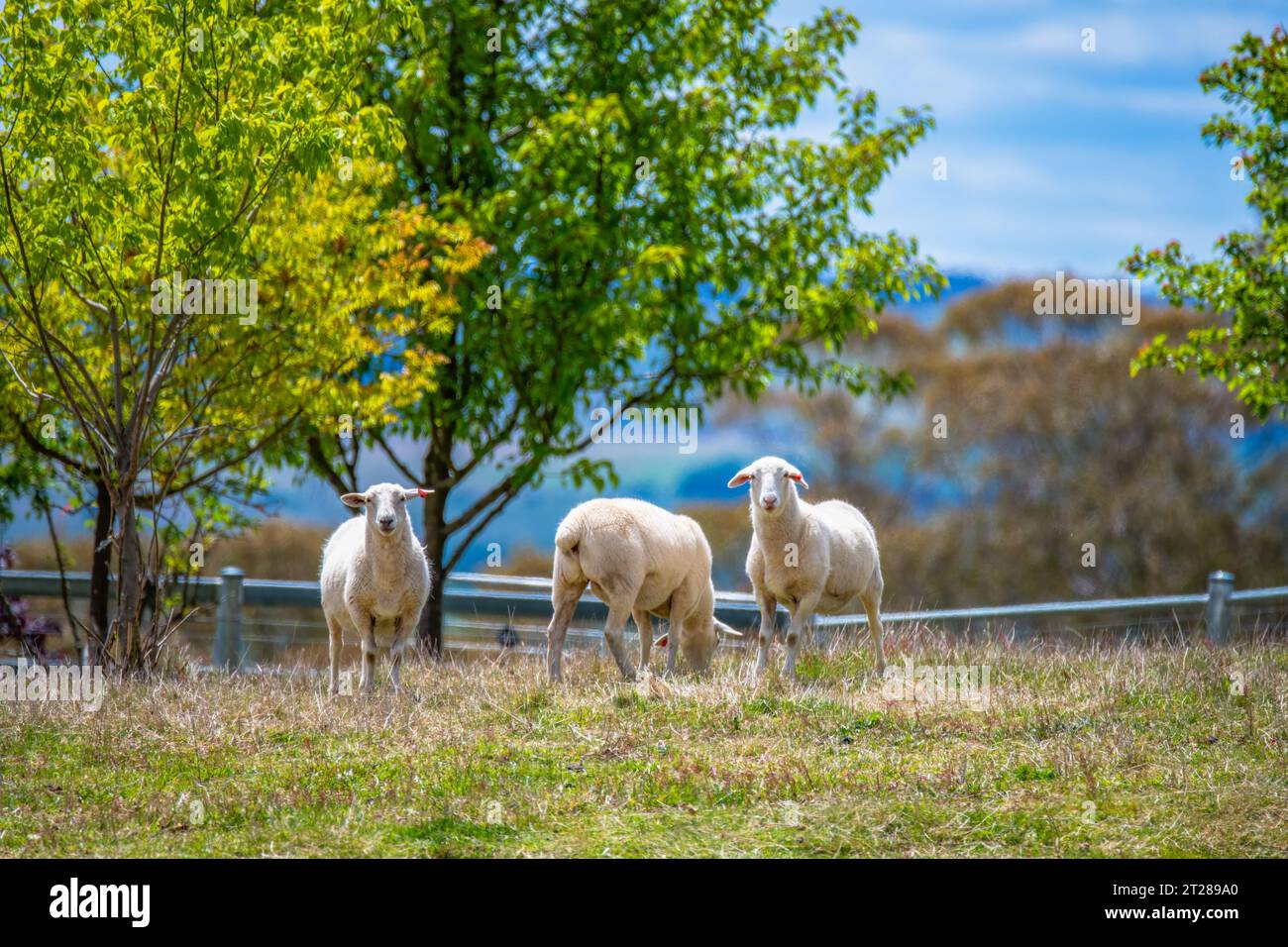 Sheep in a paddock at Blayney, NSW, Australia Stock Photo - Alamy
