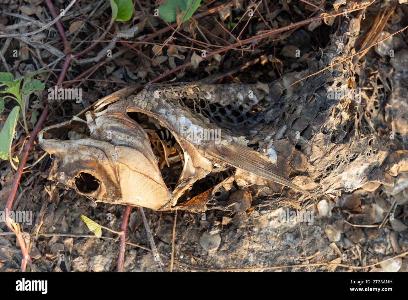 a dead fish body on the ground Stock Photo - Alamy