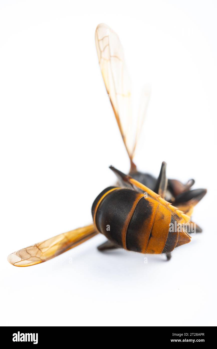 dead wasp close up on the bottom on a white background at vertical ...