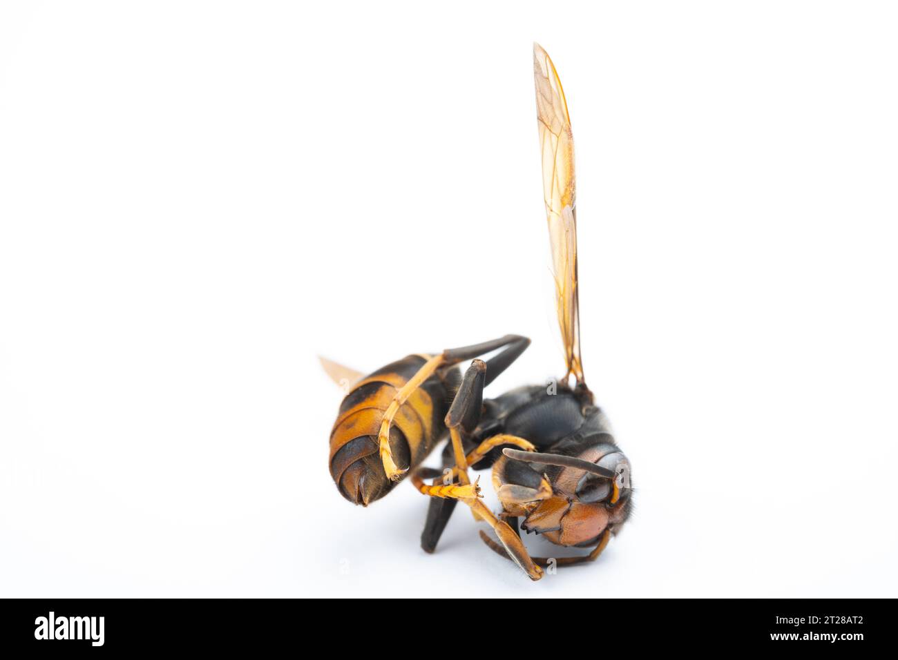 Wasp side view Cut Out Stock Images & Pictures - Alamy