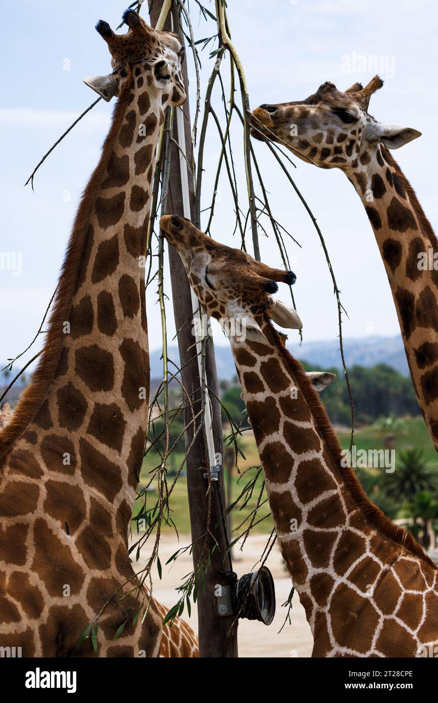 group of giraffe feeding at the zoo Stock Photo - Alamy