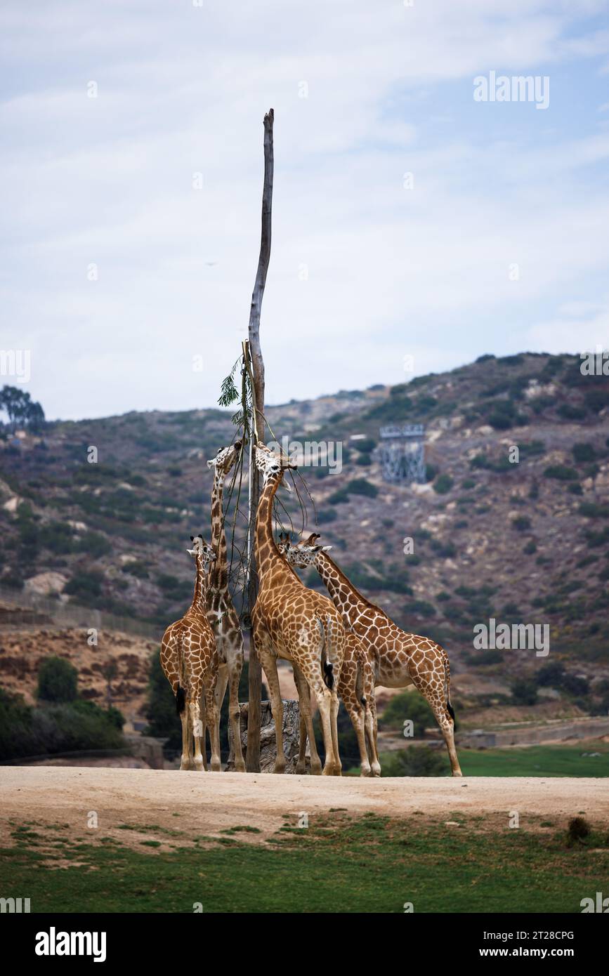 Giraffe reaching for food hi-res stock photography and images - Alamy