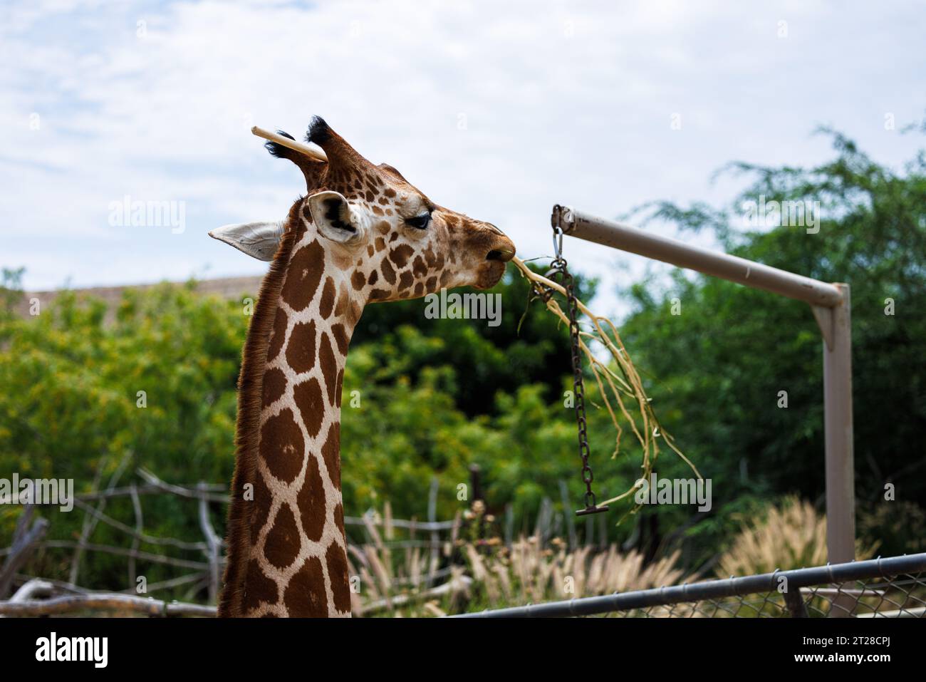giraffe snacks on feeder food at the zoo Stock Photo - Alamy