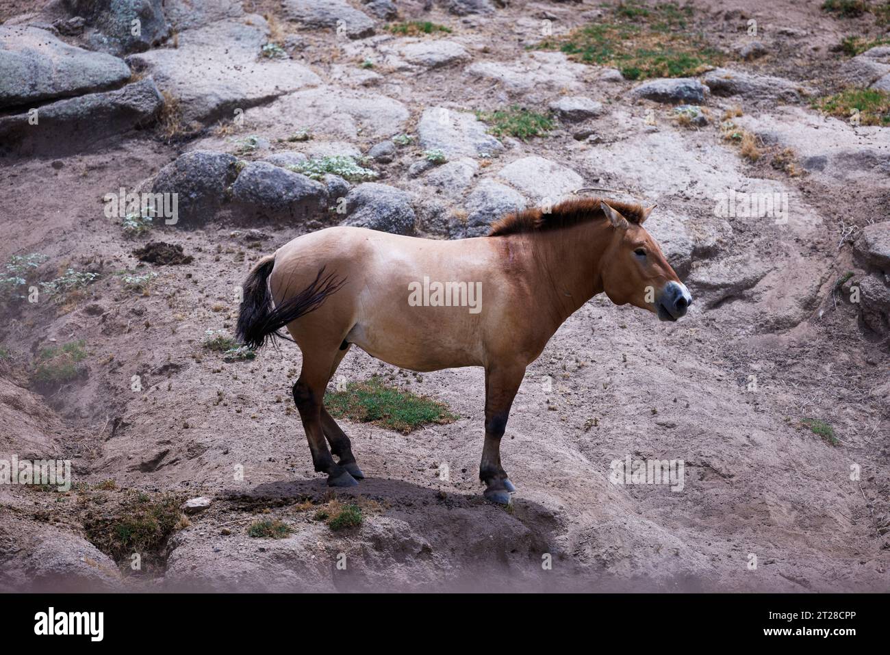 Male wild stallion pony equus hi-res stock photography and images - Alamy