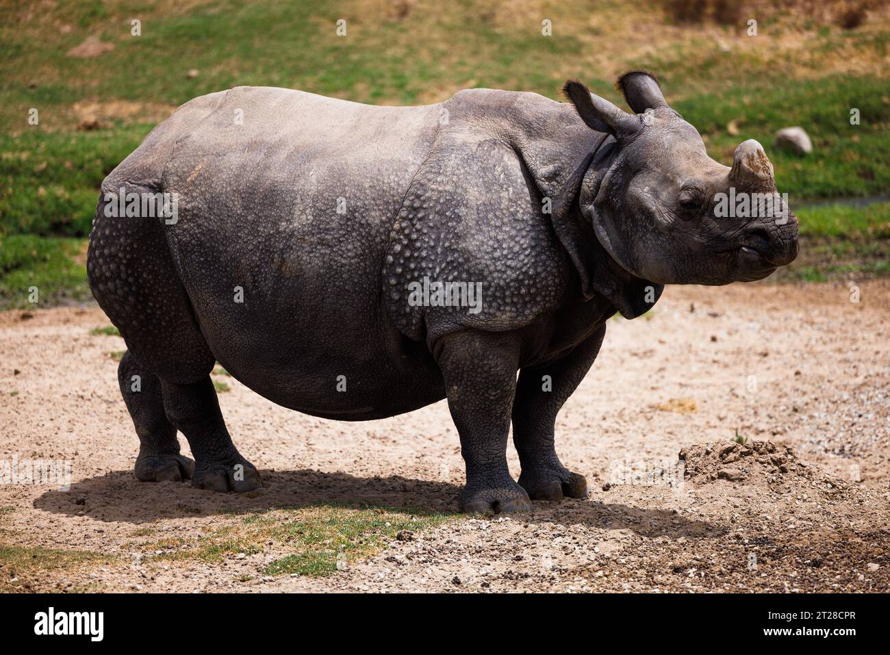 rhinocerous poses for a close up Stock Photo - Alamy