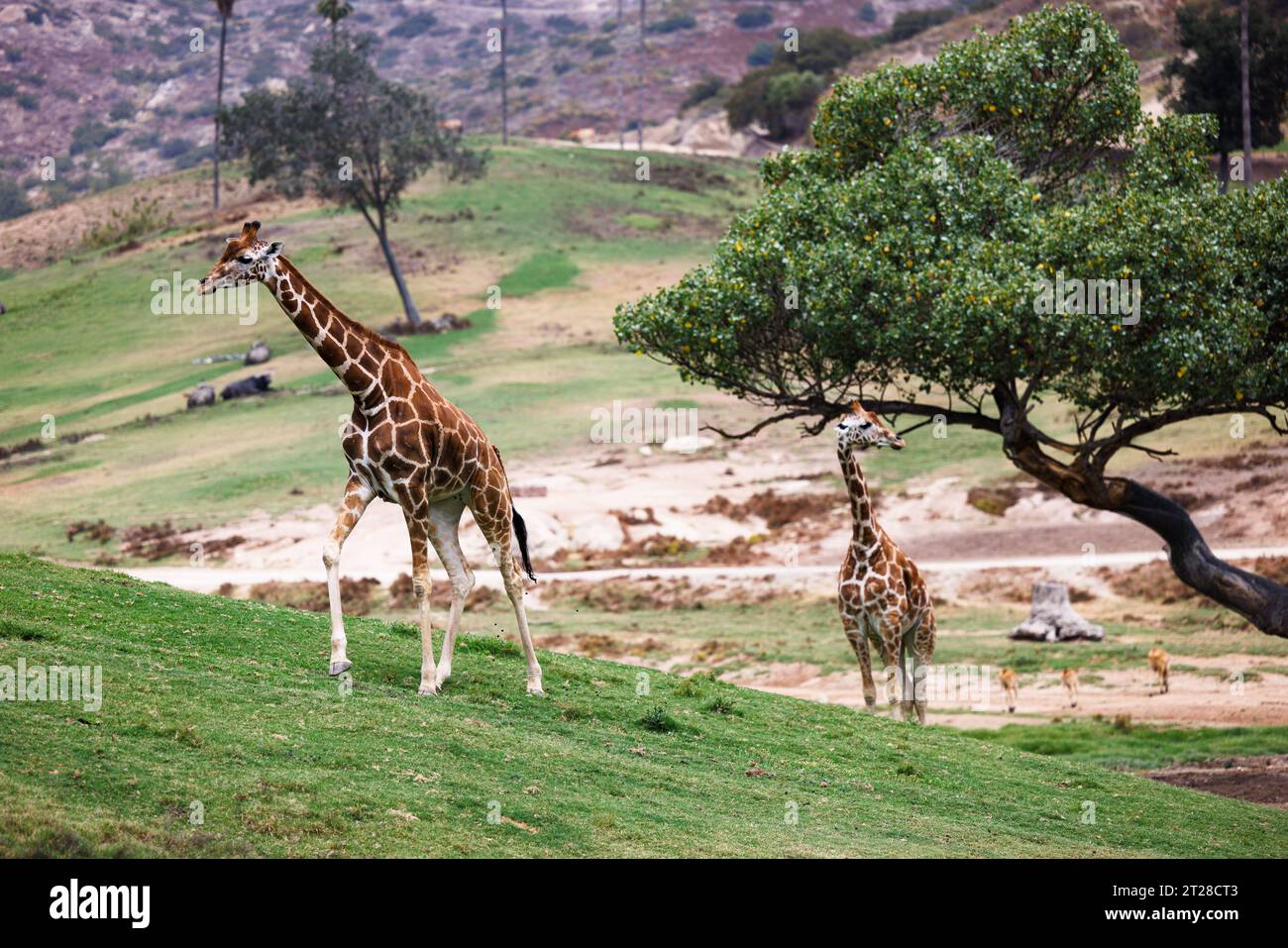 giraffes stride across grassy hill Stock Photo - Alamy