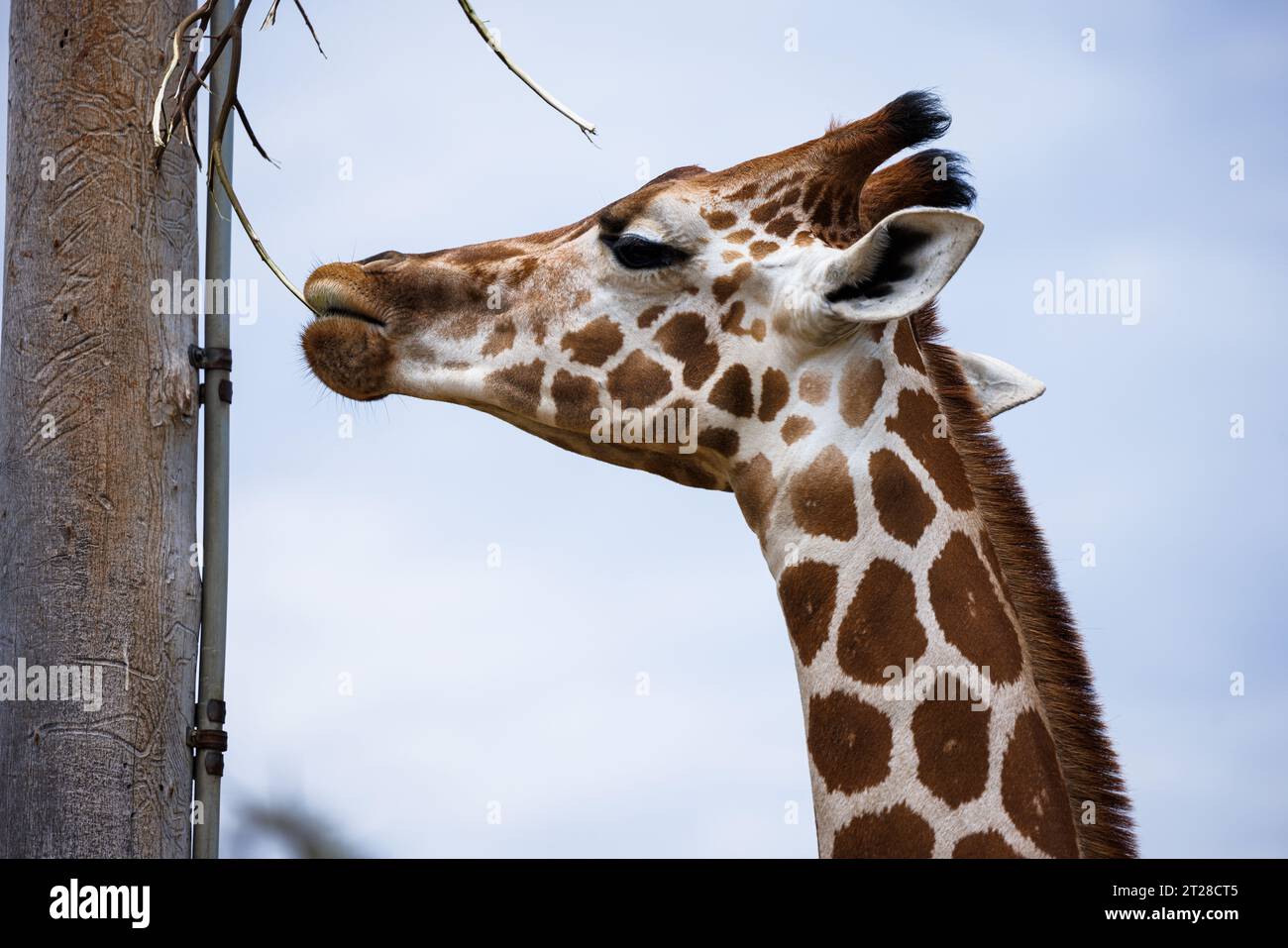 portrait of a giraffe grazing on a zoo feeder Stock Photo - Alamy